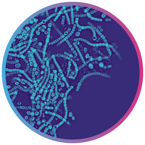 Microbiome Research & Strain Engineering