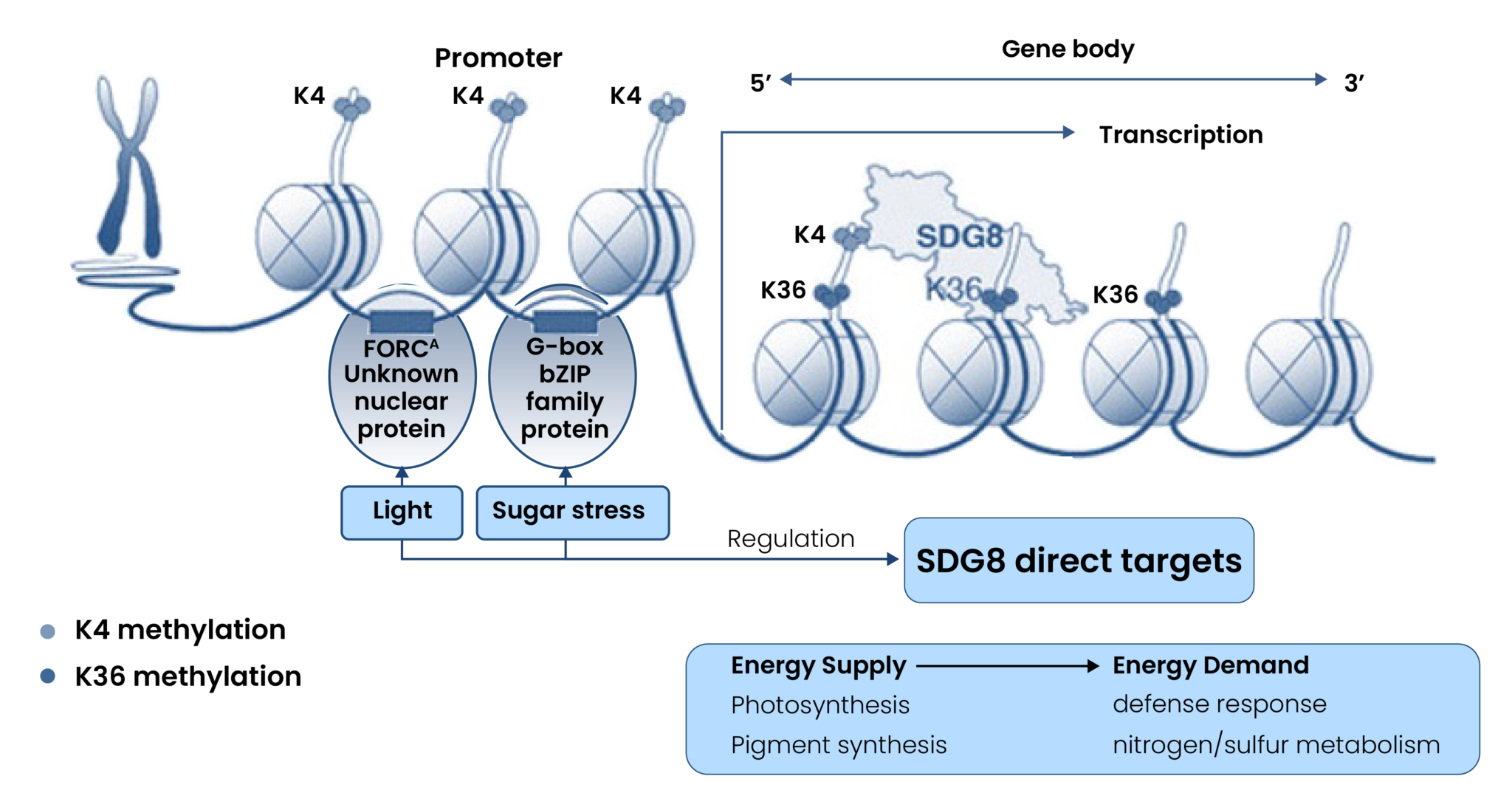 Epigenetics in Wheat Genome: Multi-Omics and Computational Biology