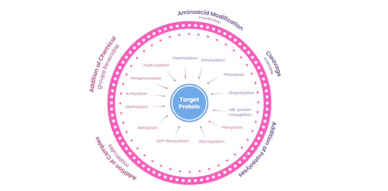 PTM Drug Targets: Key Types and Therapeutic Strategies